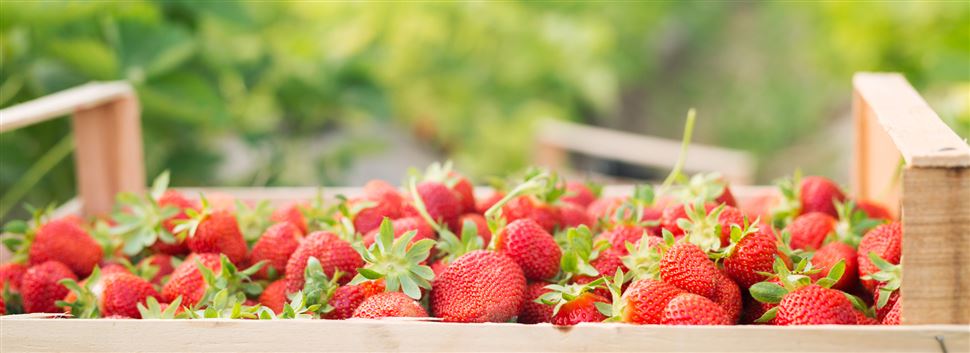 How to Start a Berry Farm - CreditDonkey